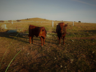 More grazing counters desertification? - Regeneration Academy